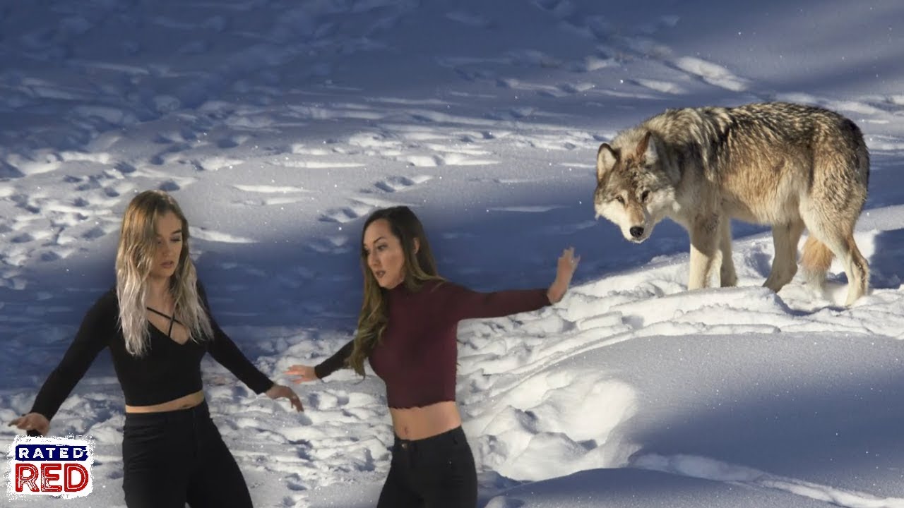5 Steps You Can Take to Escape a Pack of Wolves