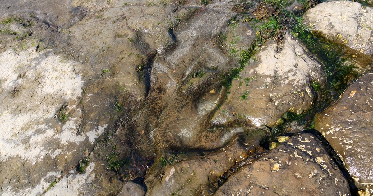 UK Researchers Uncover Nation’s Largest Dinosaur Fossil Site