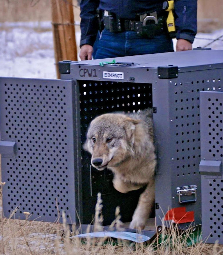 Another one of Colorado's released wolves that died was illegally shot ...