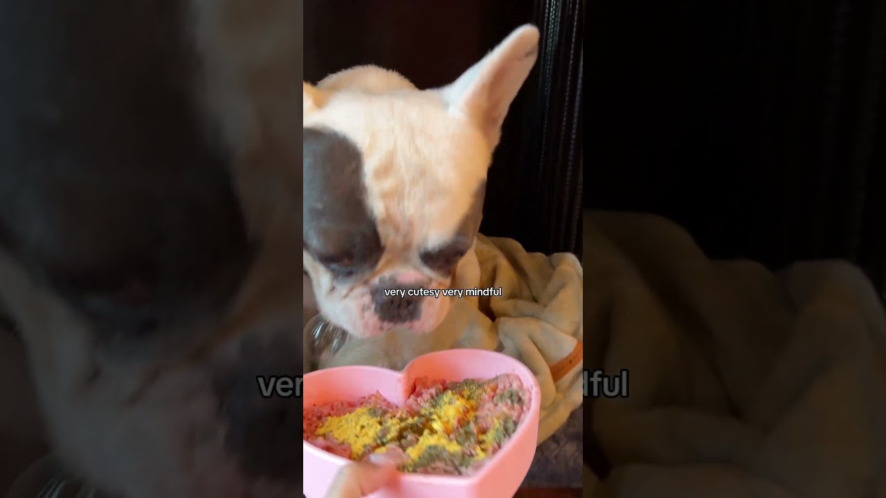 Meet several dogs that are very demure and very mindful