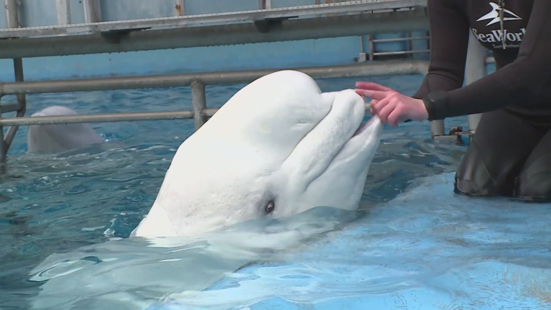 Children at Boys and Girls Club visited with beluga whales at SeaWorld ...