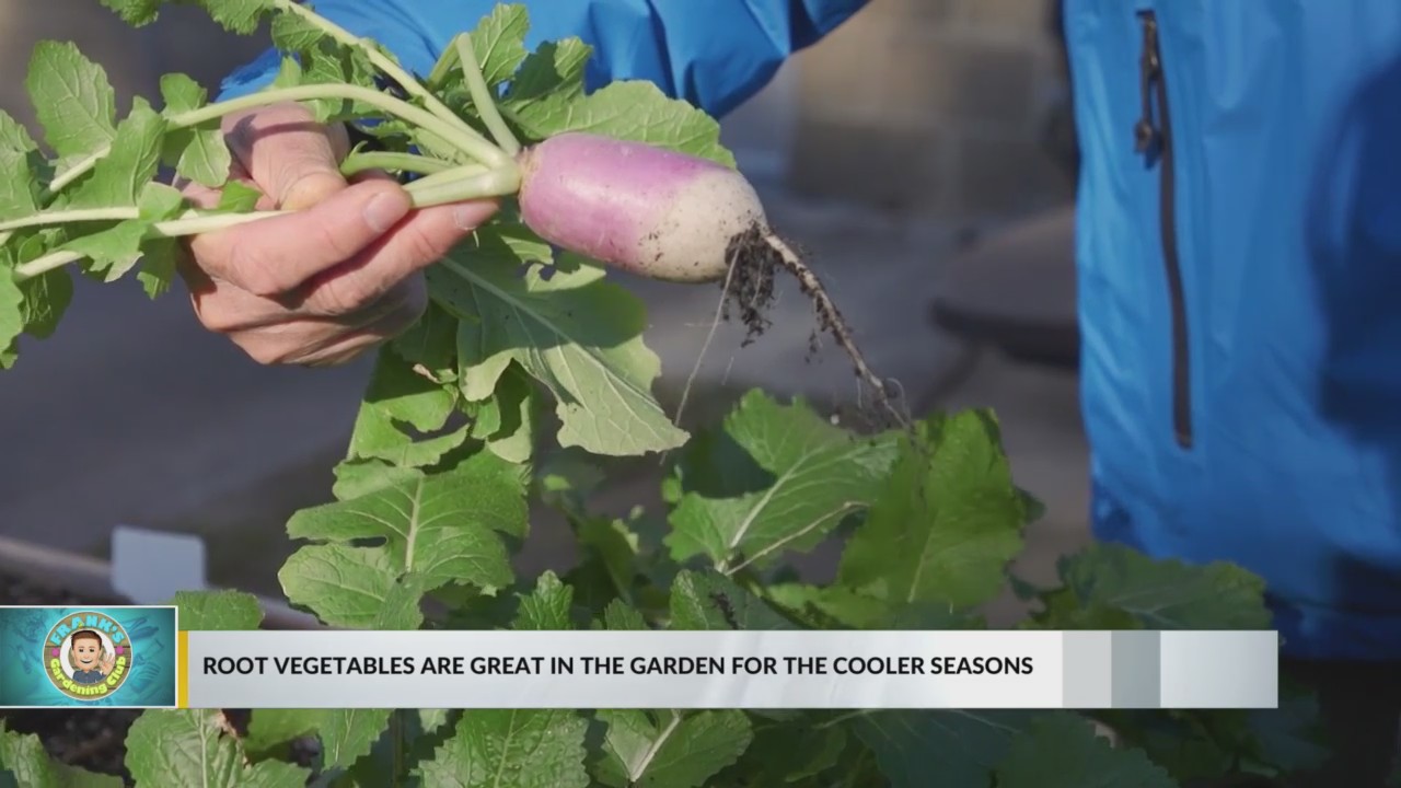Harvesting root vegetables