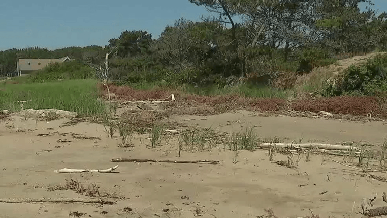 Reid State Park collects Christmas trees to restore sand dunes and protect Maine's coast