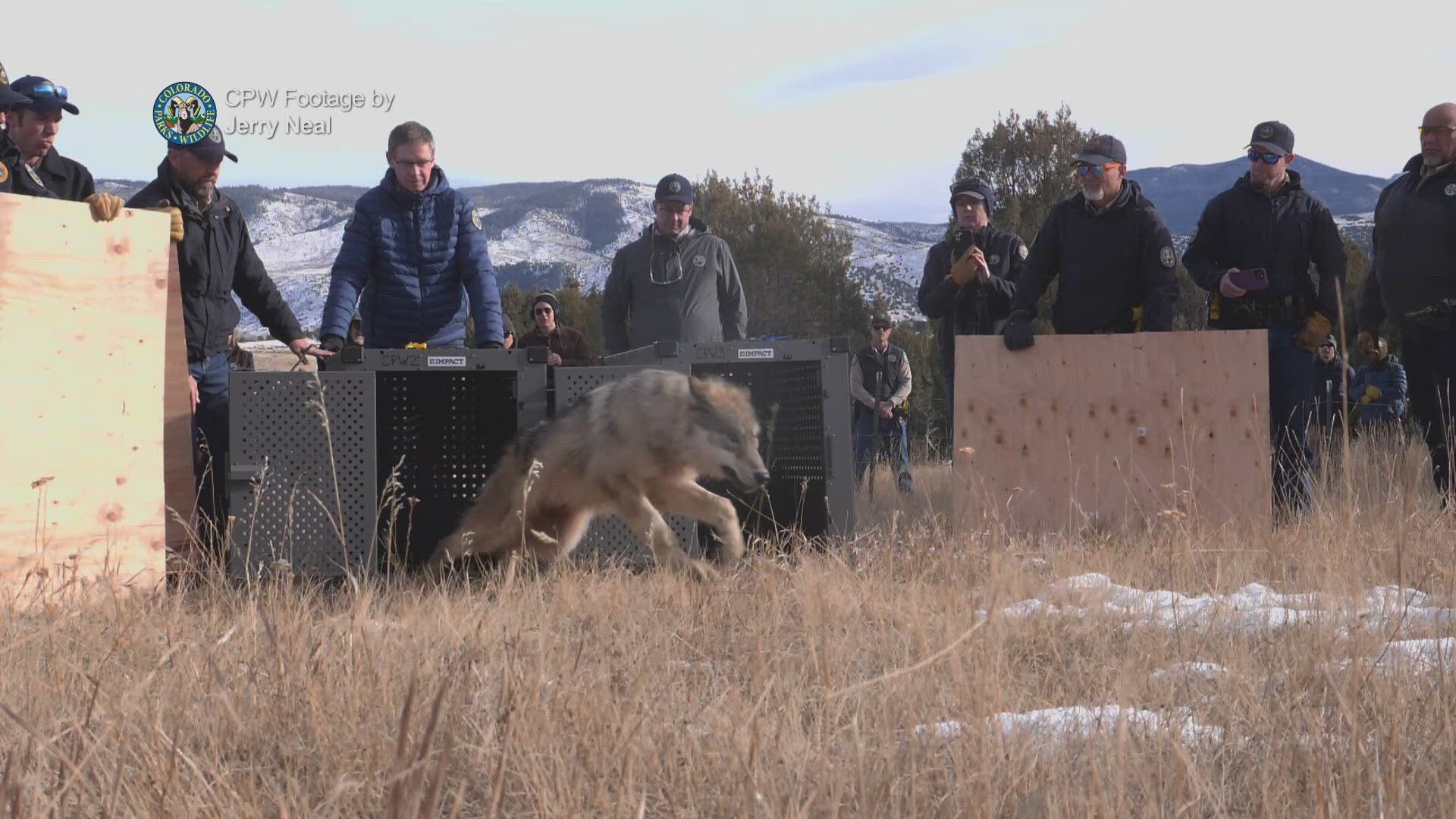Feds offer to pay up for information on wolf shooting