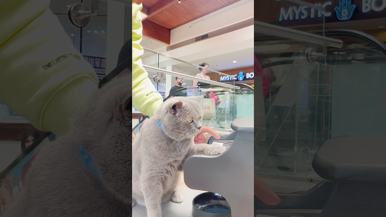 Michael the cat never misses a beat on pet piano