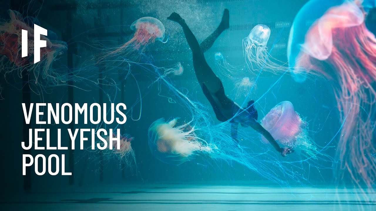How dangerous it would be to fall into a pool of jellyfish