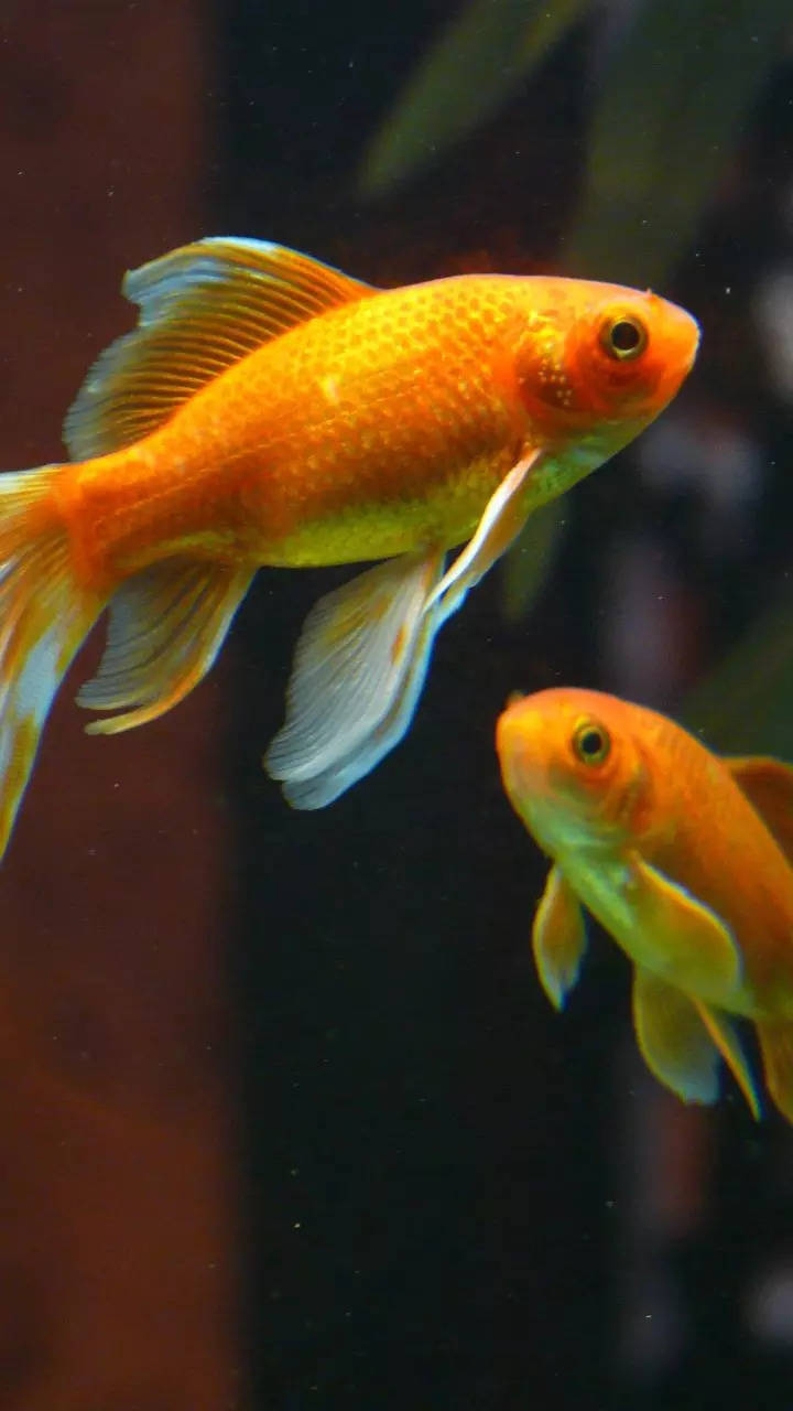 8 beginner-friendly pet fishes for home aquariums