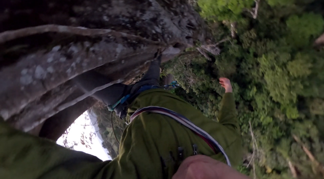 Fearless Climber Shows How They Climb Up Giant Trees