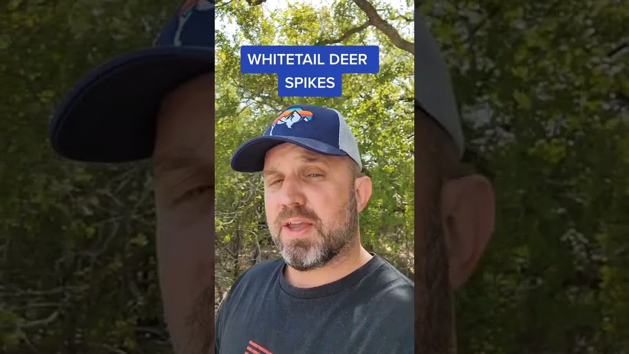 Whitetail Deer Spikes