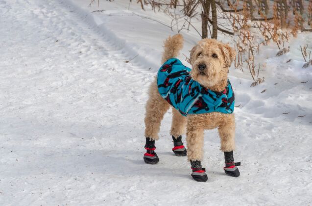 Is Winter Paw Protection Necessary for My Dog?
