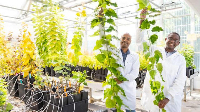 Scientists make game-changing discovery while studying poplar trees ... Scientists make game-changing discovery while studying poplar trees ...