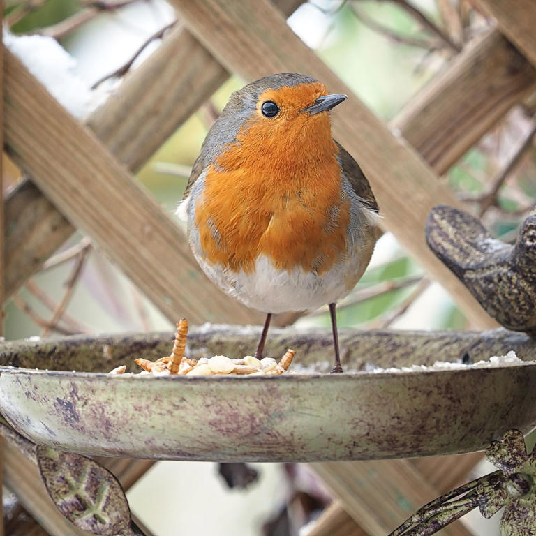 The RSPB is urging people to spend an hour counting birds this January ...