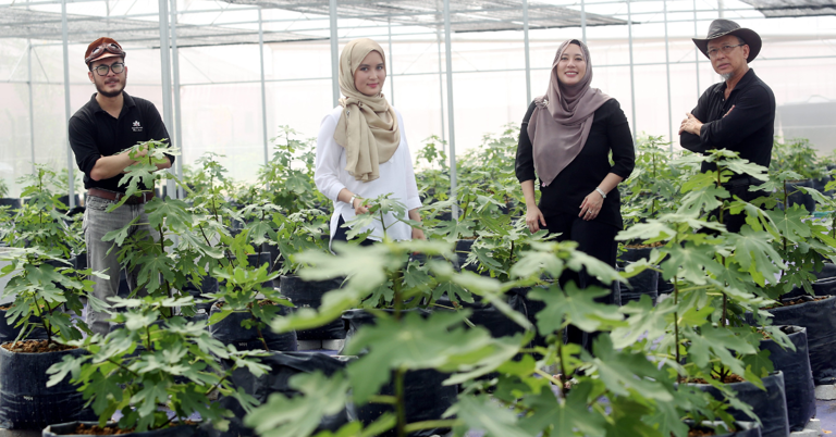 This M’sian family of architects started a fig biz from home, now they ... This M’sian family of architects started a fig biz from home, now they ...