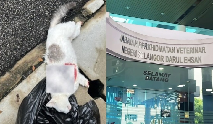 Police Say 4 Of 5 UM Cats Were Killed By Wild Animals Based On DVS Autopsy