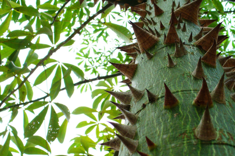 10 Extremely Dangerous Trees To Avoid At All Costs