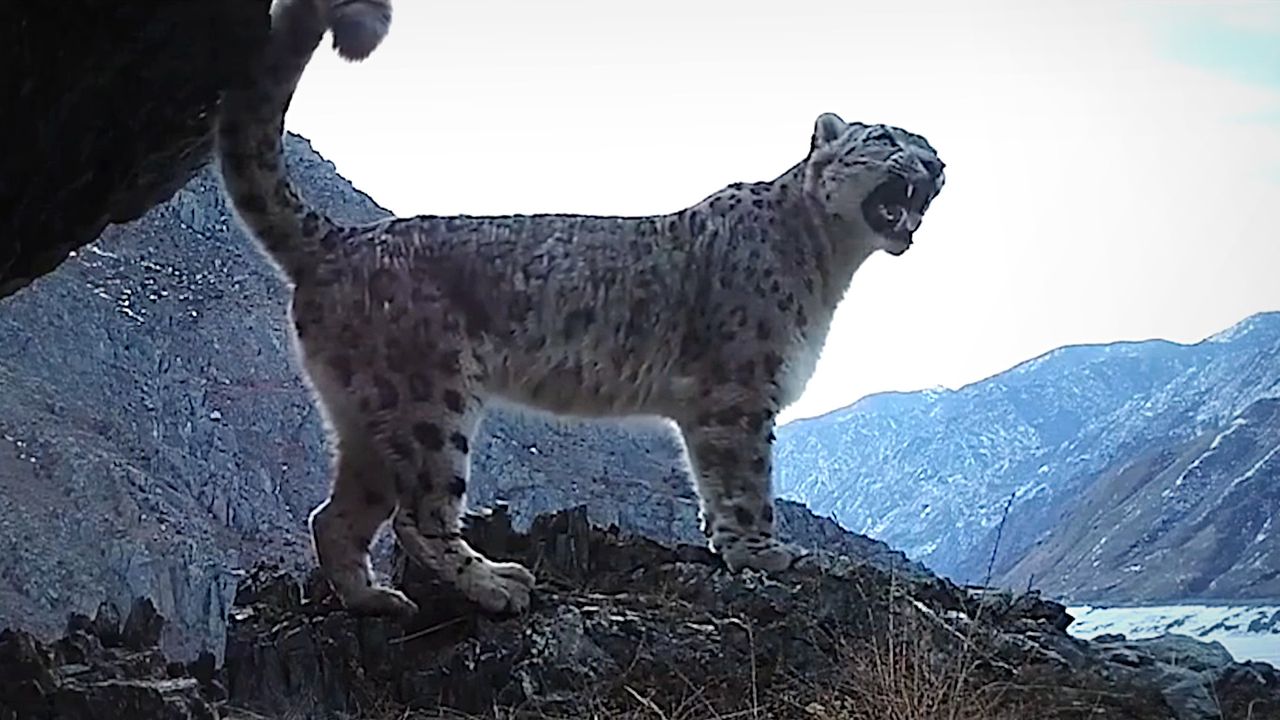 Sound on! Wildlife cameras capture loud mating calls of snow leopards