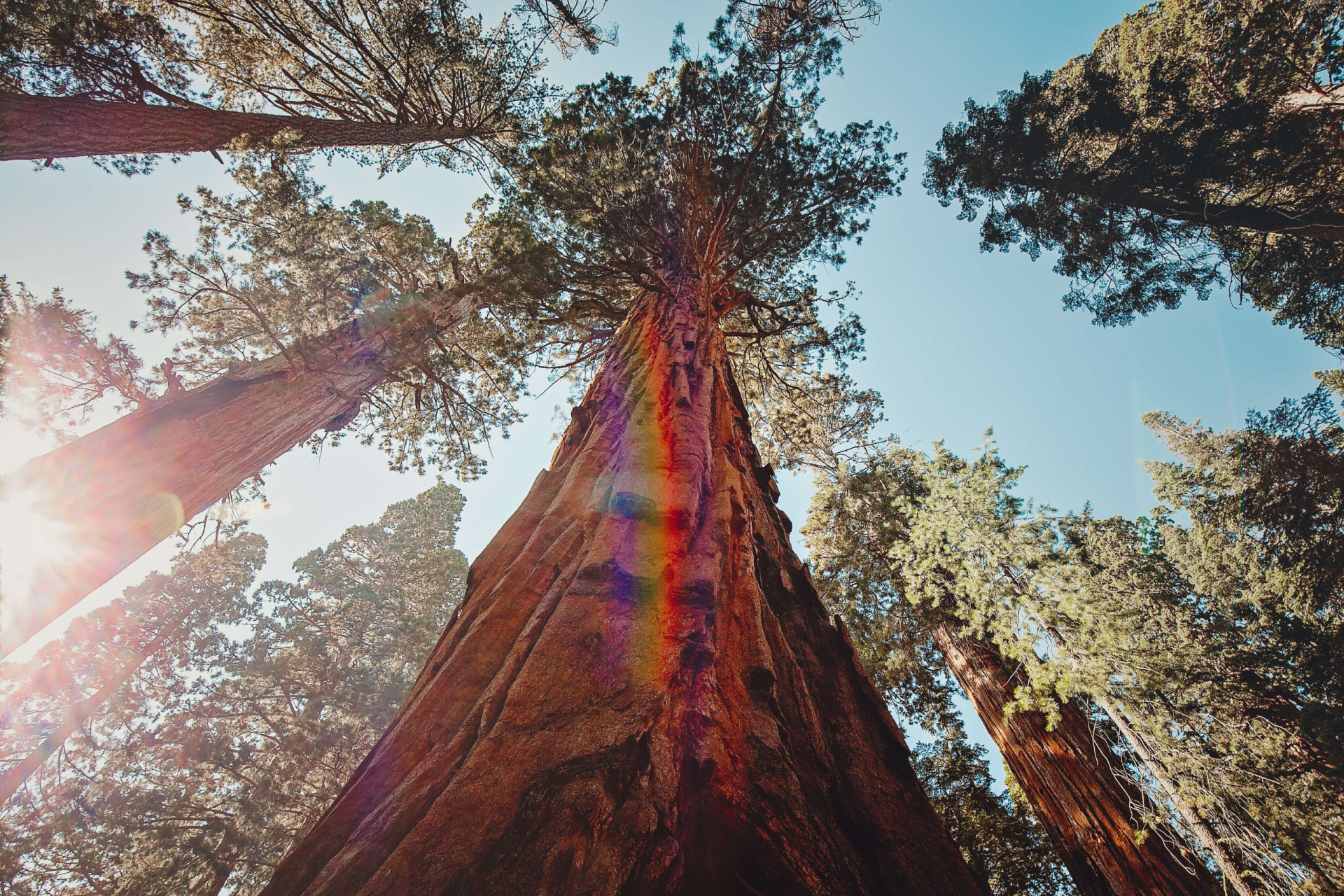The tallest trees in the world, and where to admire them