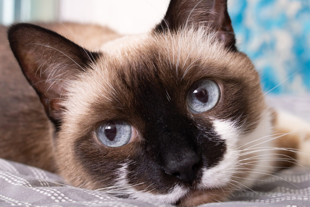 The 10 Most Entitled Cat Breeds (And Why They’re Still Worth It)