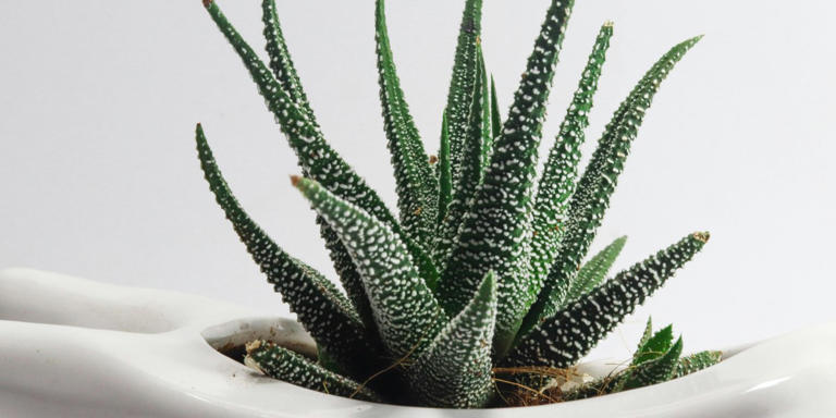 Aloe Vera: onde colocar a planta que traz benefícios para a saúde?