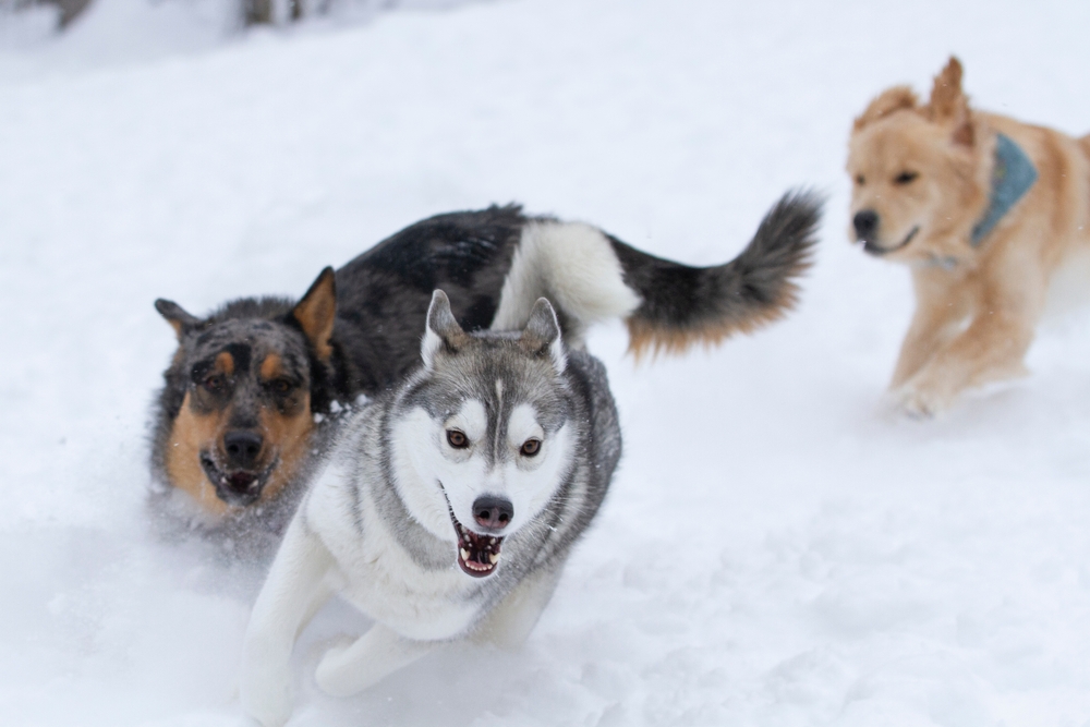 12 Dog Breeds That Descended from Wild Wolves