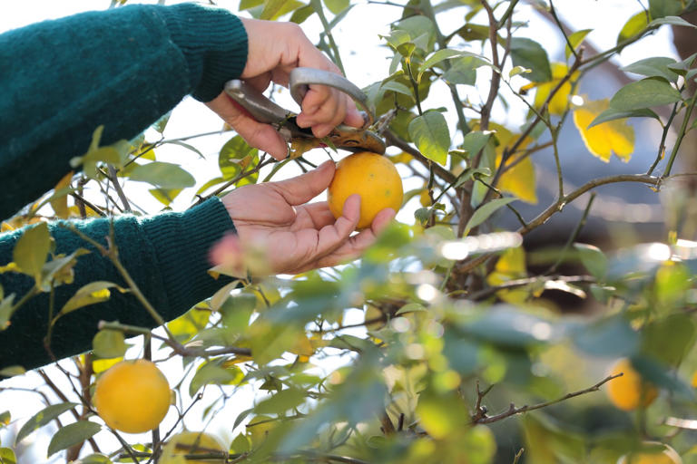 How to Prune a Lemon Tree the Right Way