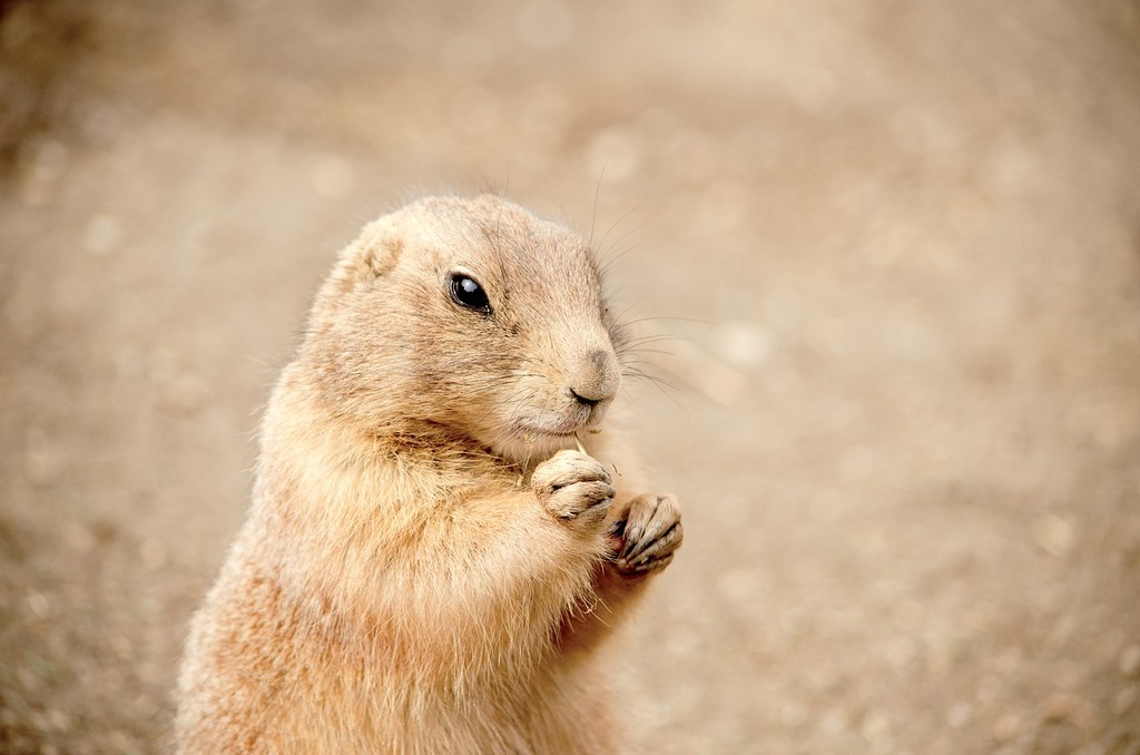 12 Surprising Ways a 24-Hour Gopher Experiment on Mount St. Helens ...