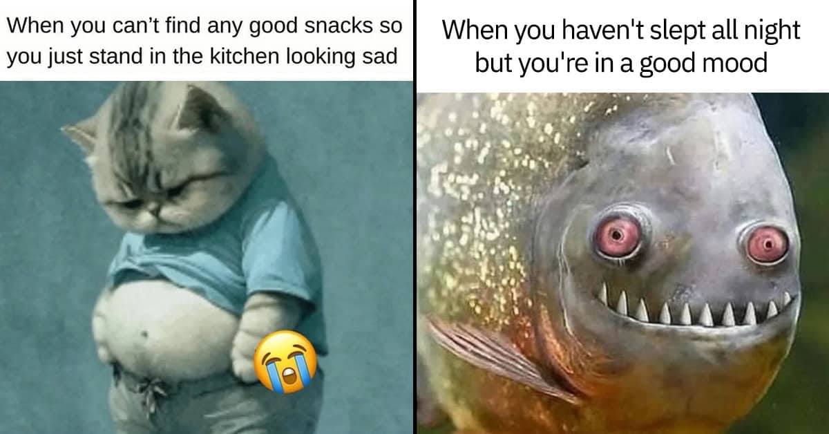 45 Funny Animal Memes That Are Paws-Itively Hilarious (January 3, 2025)