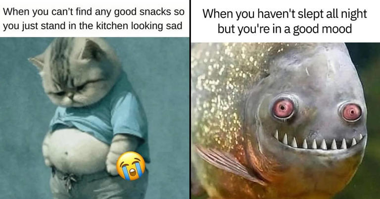 45 Funny Animal Memes That Are Paws-Itively Hilarious (January 3, 2025)