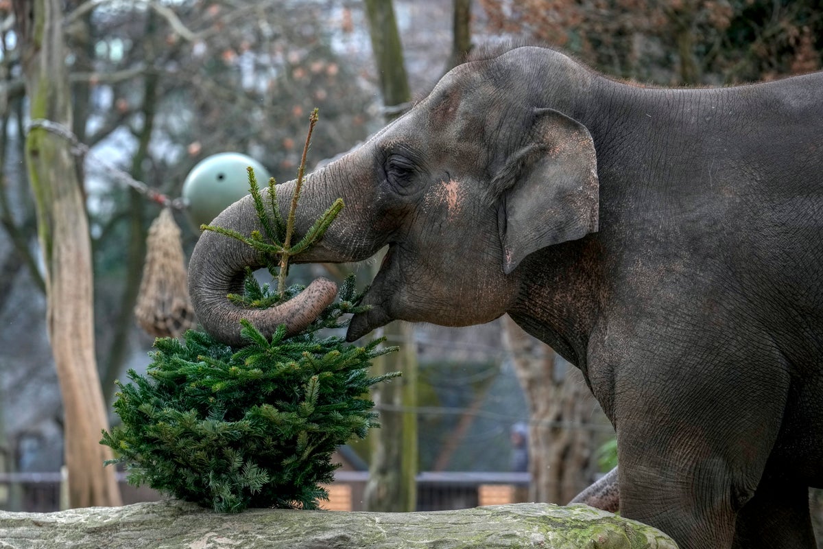 It's Christmas for the elephants as unsold trees are fed to the animals ...