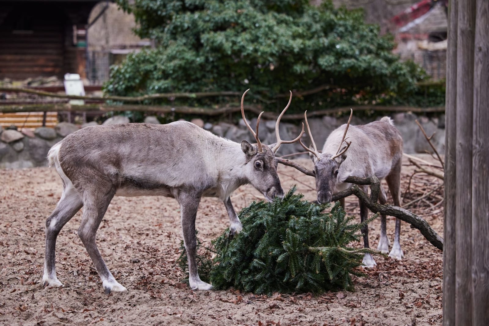 Christmas trees fed to animals at Berlin Zoo