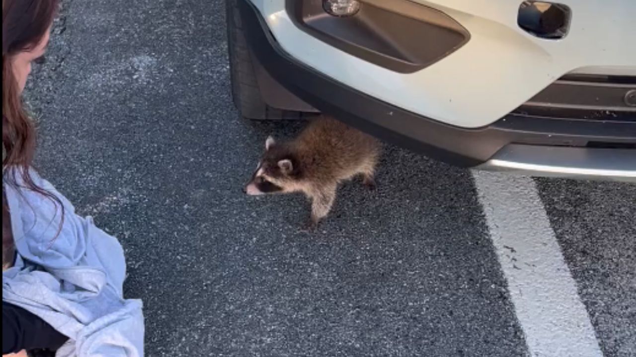Anxious raccoon crying for his mom finds help from compassionate woman