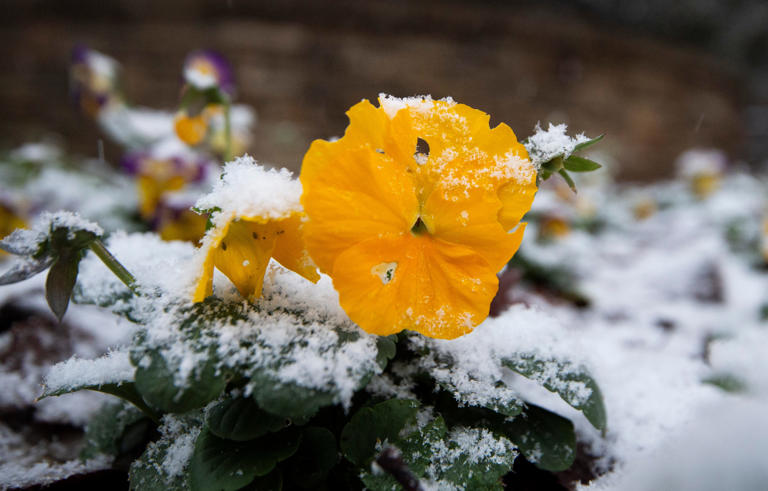 How much snow will Nashville get this week? Latest snow totals ahead of ...