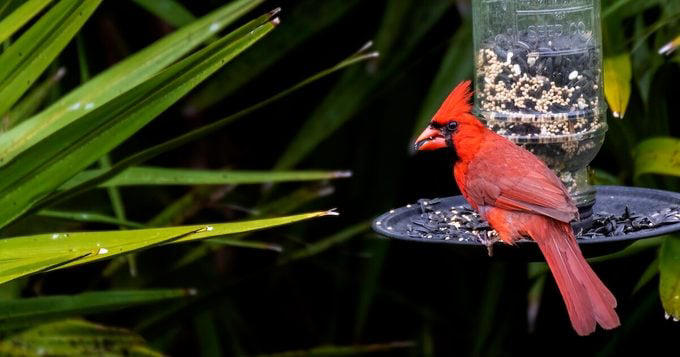 What Do Cardinals Eat? How to Attract Cardinals