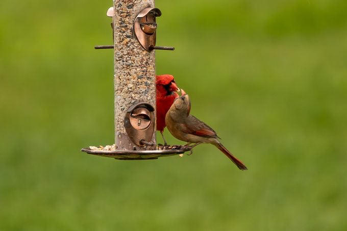 What Do Cardinals Eat? How to Attract Cardinals