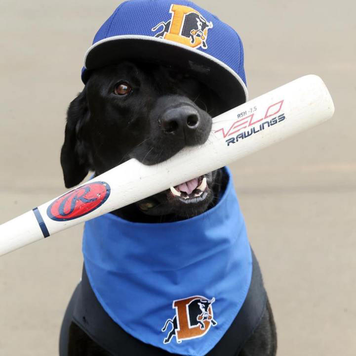 Ripken, beloved bat dog for Durham Bulls, NC State football, dies on ...
