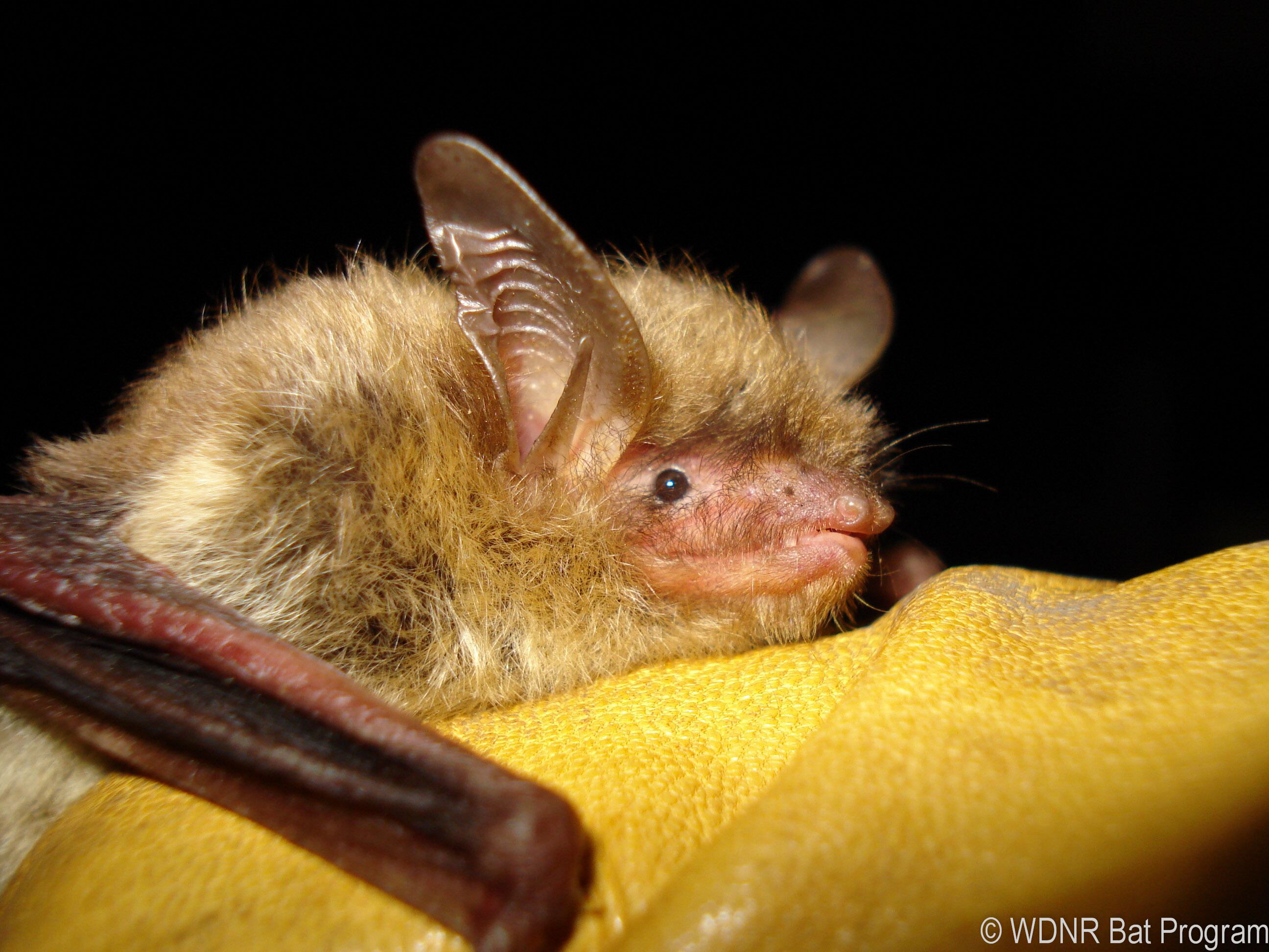 Protecting cave bats: Wisconsin DNR proposes wind turbine restrictions