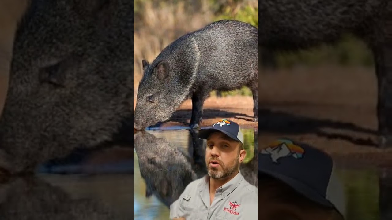 Feral Pig vs. Javelina: Key Differences Explained