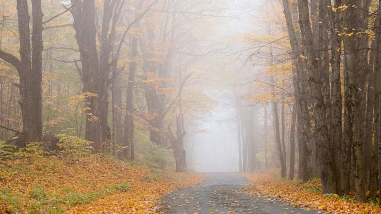 Call of the Cryptid: The Hidebehind, a fearsome cryptid of American ...