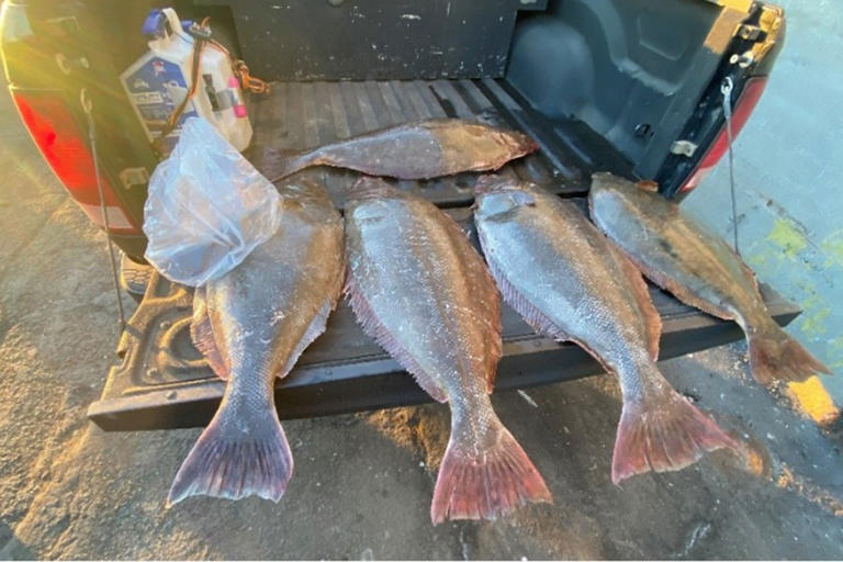 Fisherman docked at SF pier had more than 2,000 pounds of illegal ...