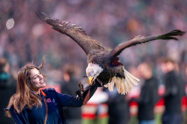 Here's The Story Behind That Bald Eagle That Soars Around The Linc