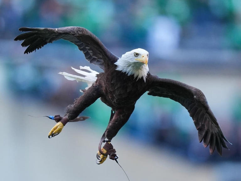 Here's The Story Behind That Bald Eagle That Soars Around The Linc