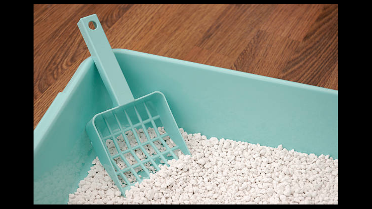 Toilet Left The Chat! Internet Is 'Too Stunned To Speak' On Woman's ...