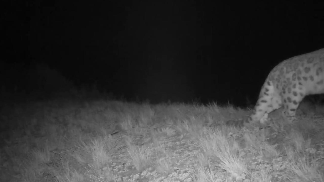 Rare clip of snow leopards making loud mating calls