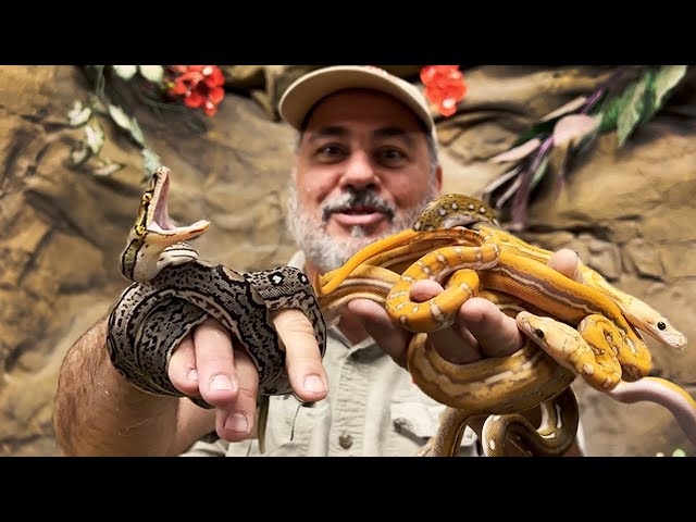Why Do Baby Pythons Look So Different? Jay from Prehistoric Pets Explains