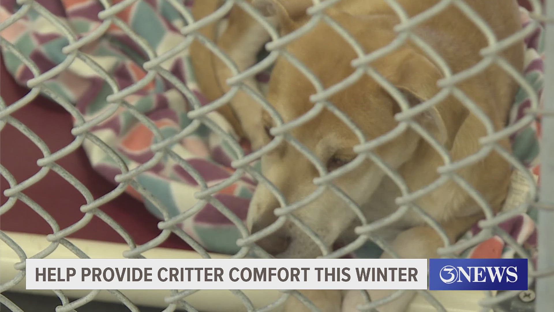 Help provide critter comfort this winter