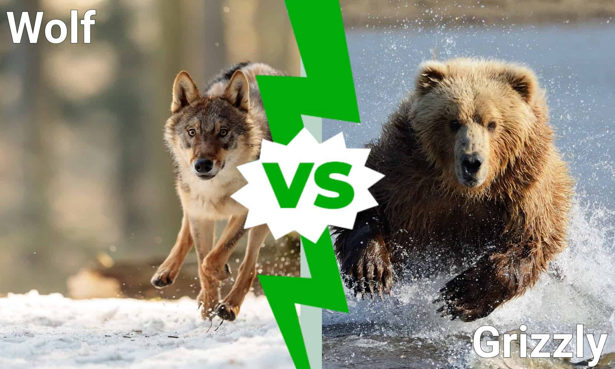 Watch a Grizzly Defend Itself Against a Wolf Pack