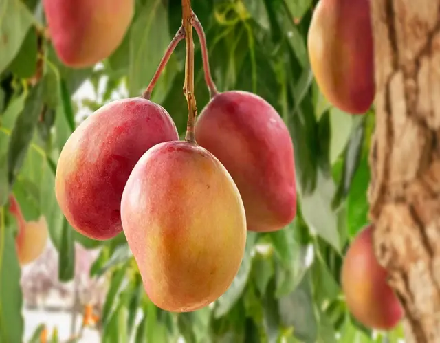 Come si mangia il mango: la guida completa per prepararlo
