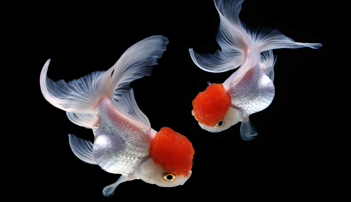 How Do Pet Fish Communicate with Each Other?