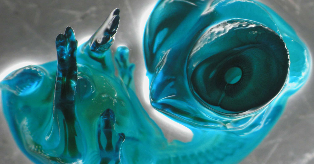 32 Animal Embryos That Look Like Baby Aliens