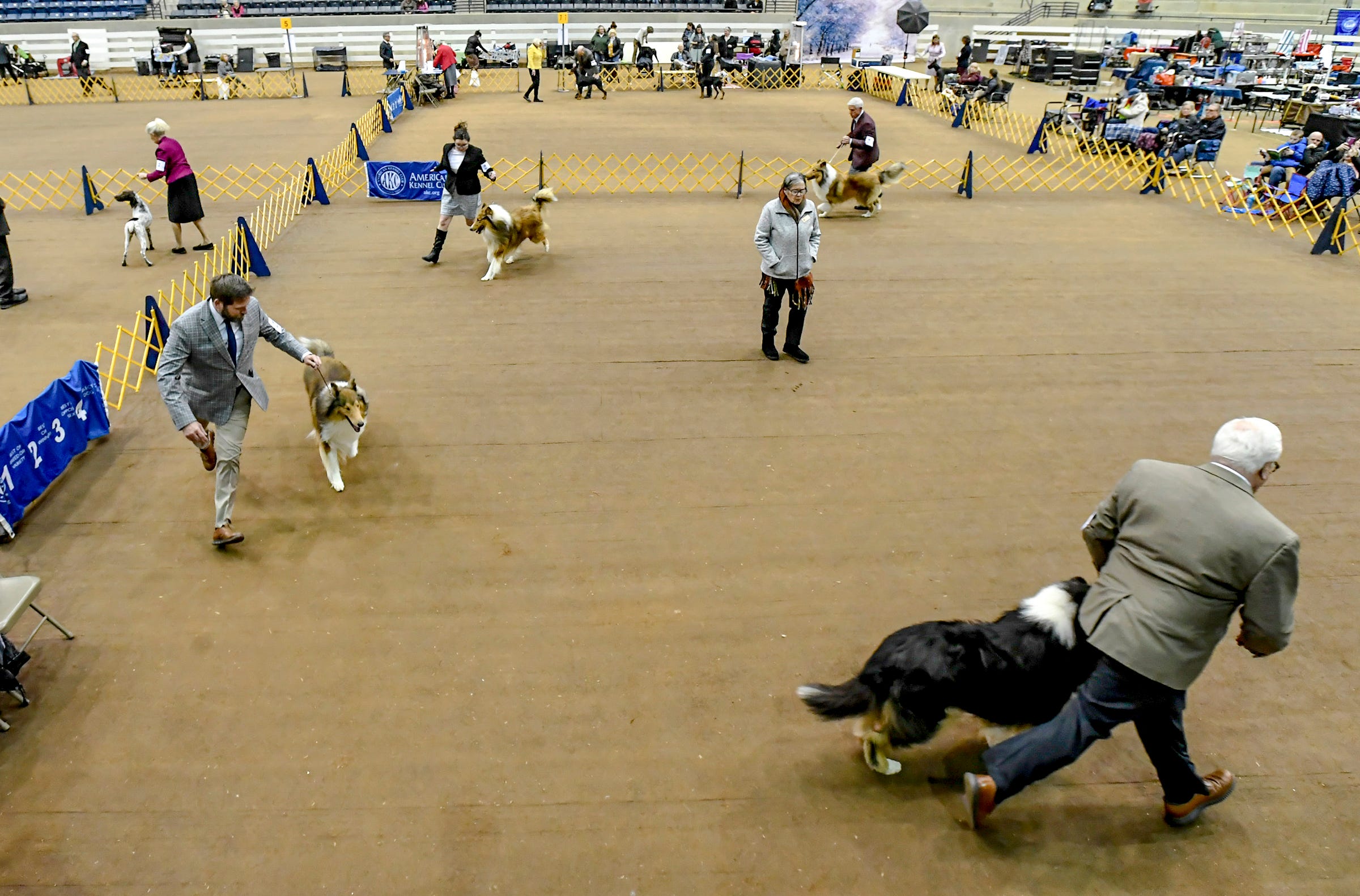 Photos: Dogs compete in annual Clemson Kennel Club All-Breed Dog Show ...